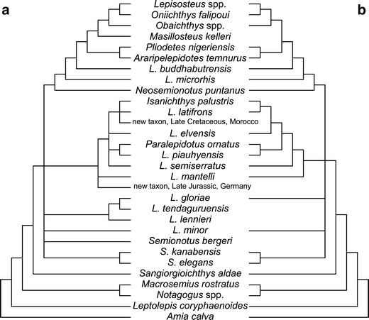Diversity of Mesozoic semionotiform fishes and the origin of gars ...