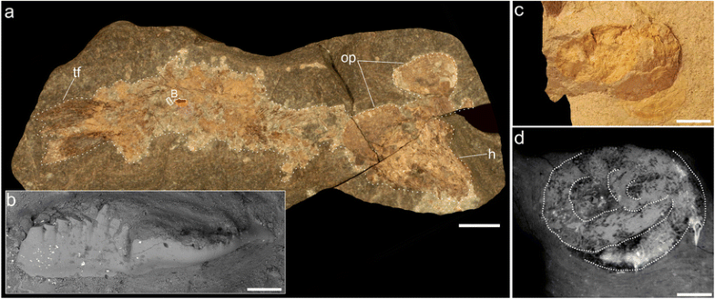 The first direct evidence of a Late Devonian coelacanth fish feeding on ...