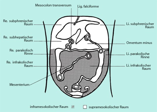 Peritoneum und Mesenterium | SpringerLink