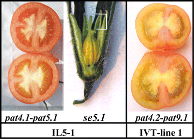 Mapping and characterization of novel parthenocarpy QTLs in tomato ...