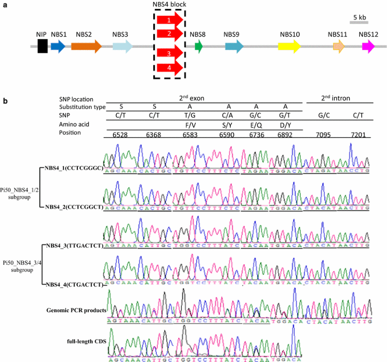 Functional divergence of duplicated genes results in a novel blast ...
