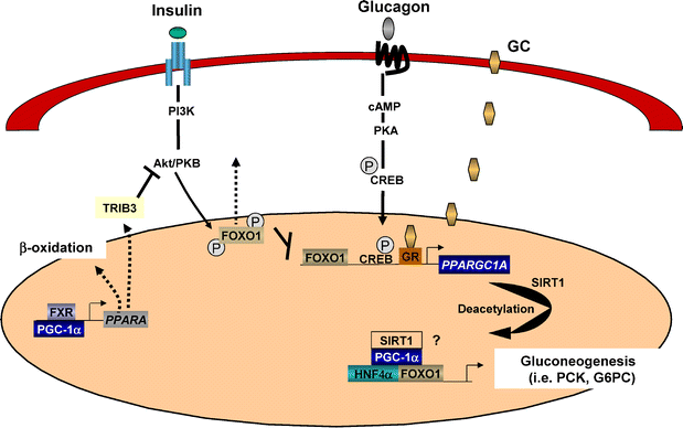 PGC-1α: a potent transcriptional cofactor involved in the pathogenesis ...
