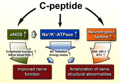C-peptide is a bioactive peptide | SpringerLink