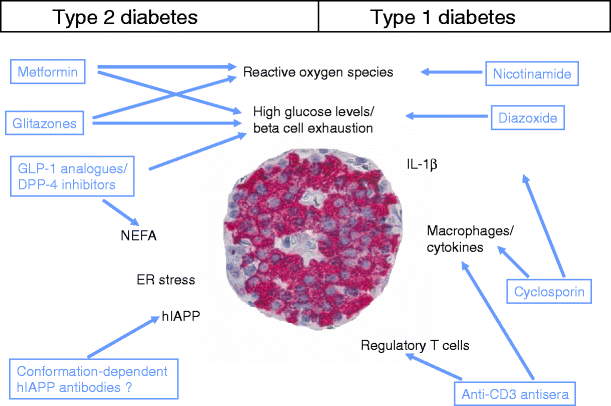 Beta cell mass in diabetes: a realistic therapeutic target? | SpringerLink