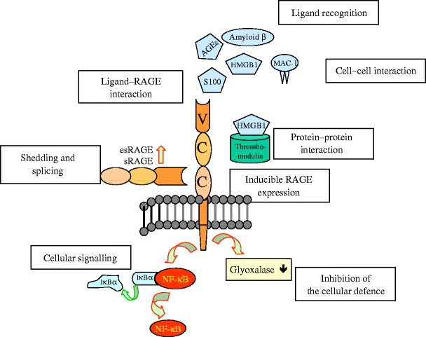 Multiple levels of regulation determine the role of the receptor for ...