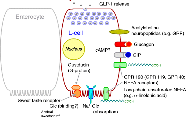 Secretion of glucagon-like peptide-1 (GLP-1) in type 2 diabetes: what ...