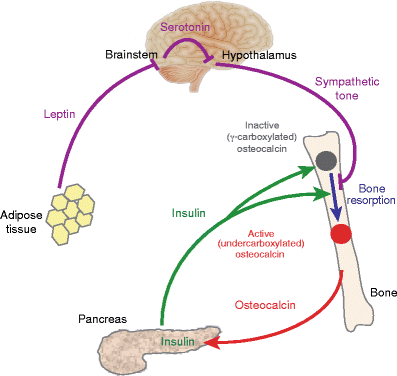 The role of osteocalcin in the endocrine cross-talk between bone ...