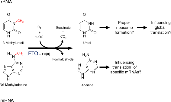 The biology of FTO: from nucleic acid demethylase to amino acid sensor ...
