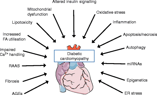 Molecular mechanisms of diabetic cardiomyopathy | SpringerLink