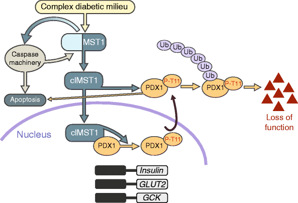 MST1: a promising therapeutic target to restore functional beta cell ...