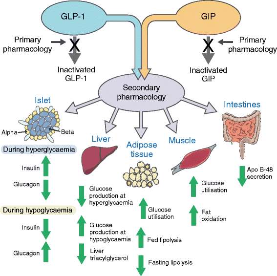 Improved glucose regulation in type 2 diabetic patients with DPP-4 ...