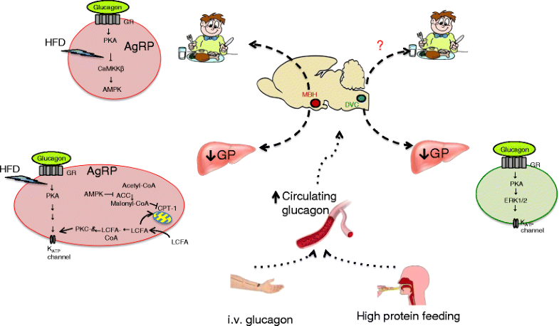 Glucagon action in the brain | SpringerLink