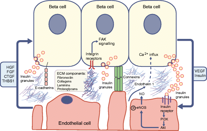 The islet endothelial cell: a novel contributor to beta cell secretory ...