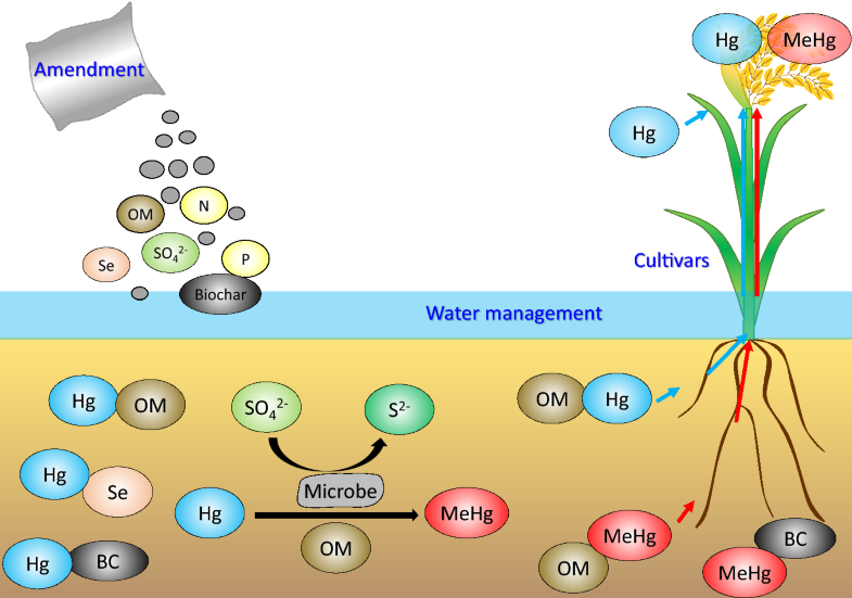 Effects of Farming Activities on the Biogeochemistry of Mercury in Rice ...