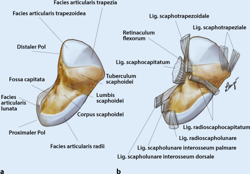 Anatomie und Biomechanik des Kahnbeins | SpringerLink