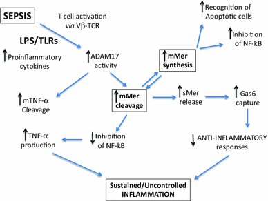 A Janus role for MerTK in the outcome of septic shock | SpringerLink
