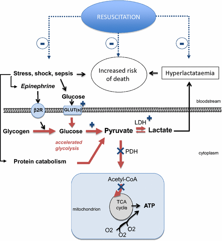 Lactate-guided resuscitation saves lives: yes | SpringerLink