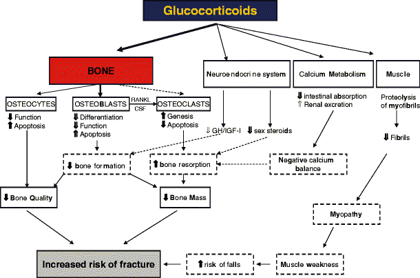Glucocorticoid-induced osteoporosis: pathophysiology and therapy ...