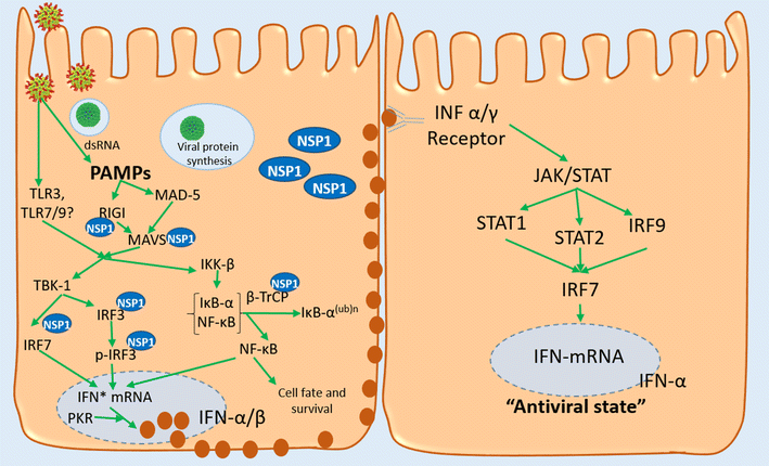 Modulation of rotavirus severe gastroenteritis by the combination of ...