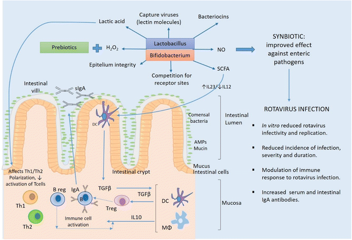 Modulation of rotavirus severe gastroenteritis by the combination of ...