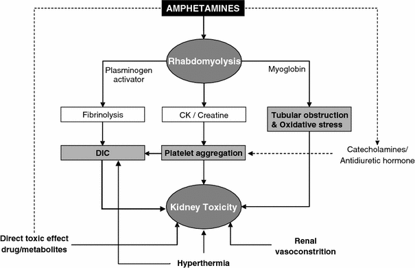 Toxicity of amphetamines: an update | SpringerLink