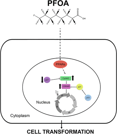 Perfluorooctanoic acid (PFOA) exposure promotes proliferation ...