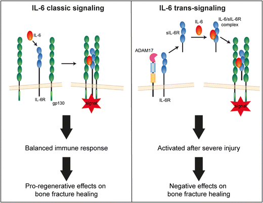 Pharmacological inhibition of IL-6 trans-signaling improves compromised ...