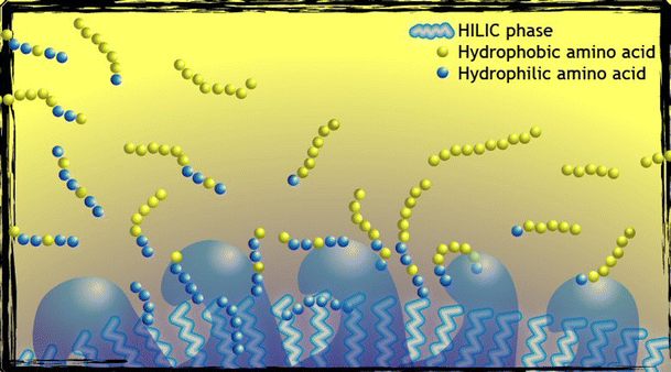 Hydrophilic interaction liquid chromatography (HILIC) in proteomics ...