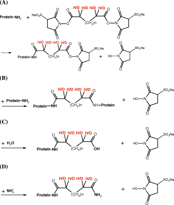 Chances and pitfalls of chemical cross-linking with amine-reactive N ...