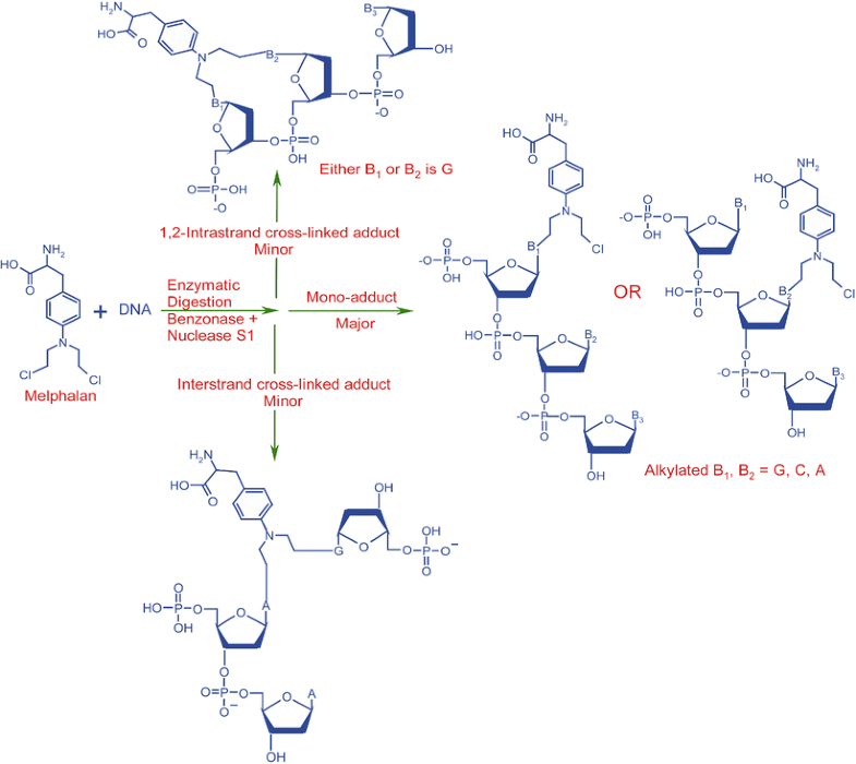 Separation and identification of trinucleotide–melphalan adducts from ...