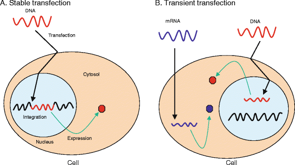 Mammalian cell transfection: the present and the future | SpringerLink