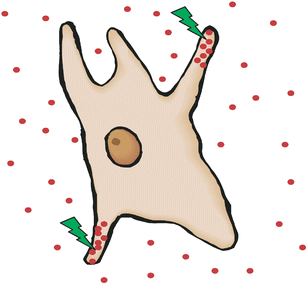 Mammalian cell transfection: the present and the future | SpringerLink