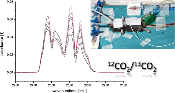 Toward the quantification of the 13CO2/12CO2 ratio in exhaled mouse ...