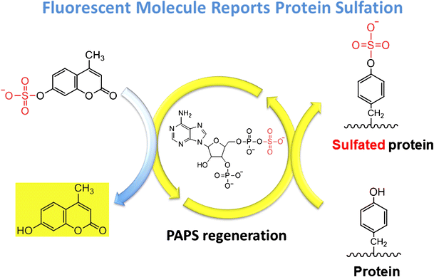 Fluorescence assay for protein post-translational tyrosine sulfation ...
