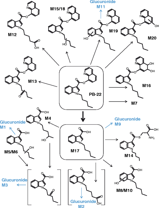 Metabolism of synthetic cannabinoids PB-22 and its 5-fluoro analog, 5F ...