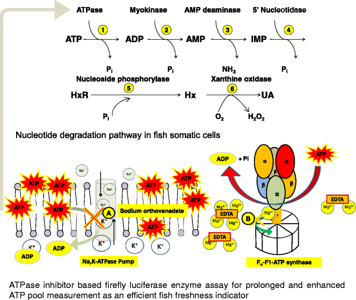 ATPase inhibitor based luciferase assay for prolonged and enhanced ATP ...