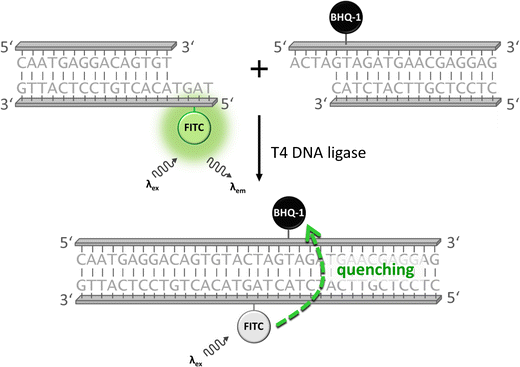 One-step assay for the quantification of T4 DNA ligase | SpringerLink