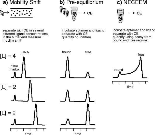 Capillary electrophoresis applied to DNA: determining and harnessing ...
