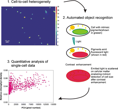 Multidimensional single-cell analysis based on fluorescence microscopy ...