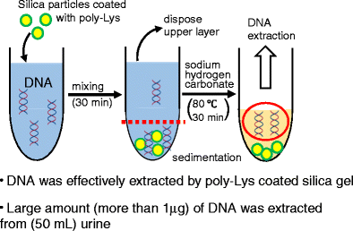 Extraction of cell-free DNA from urine, using polylysine-coated silica ...