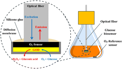 Optical biosensor optimized for continuous in-line glucose monitoring ...