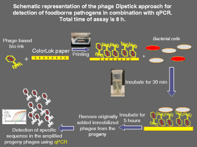 Print to detect: a rapid and ultrasensitive phage-based dipstick assay ...
