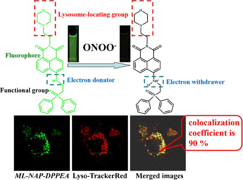 A naphthalimide-based lysosome-targeting fluorescent probe for the selective detection and ...