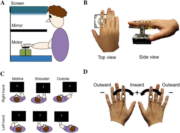 The effect of hand position on perceived finger orientation in left ...