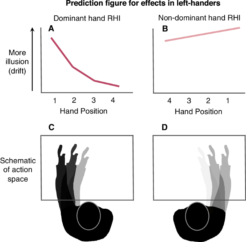 Handedness modulates proprioceptive drift in the rubber hand illusion ...