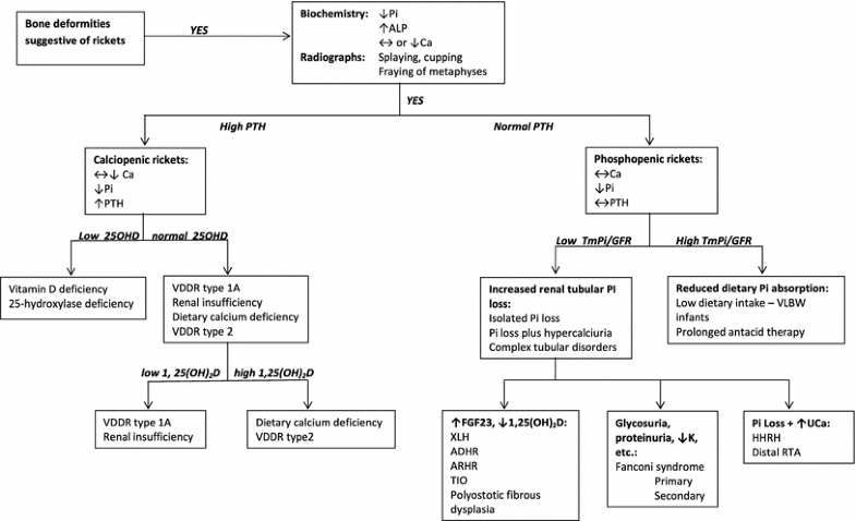 Hypophosphatemic Rickets: Unraveling the Role of FGF23 | SpringerLink