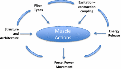 Skeletal Muscle: A Brief Review of Structure and Function | SpringerLink