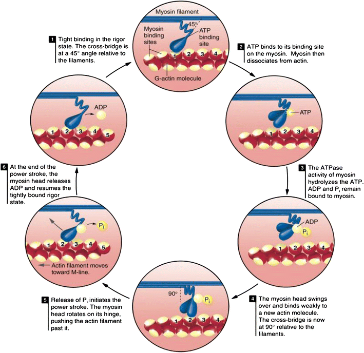 Skeletal Muscle: A Brief Review of Structure and Function | SpringerLink