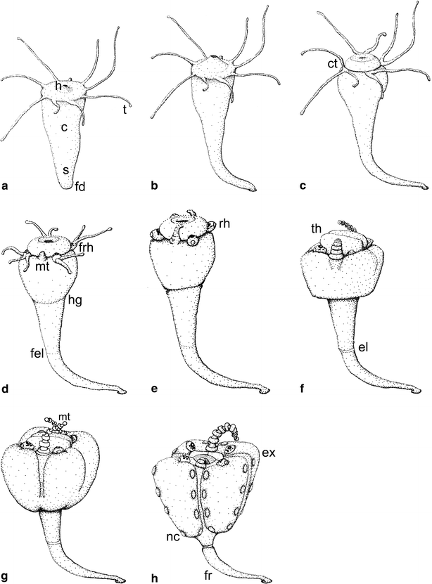 Life cycle of Carybdea marsupialis Linnaeus, 1758 (Cubozoa, Carybdeidae ...