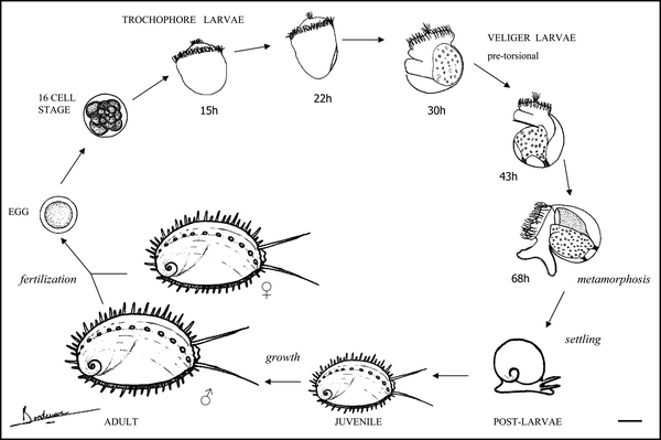 A morphological and structural study of the larval shell from the ...